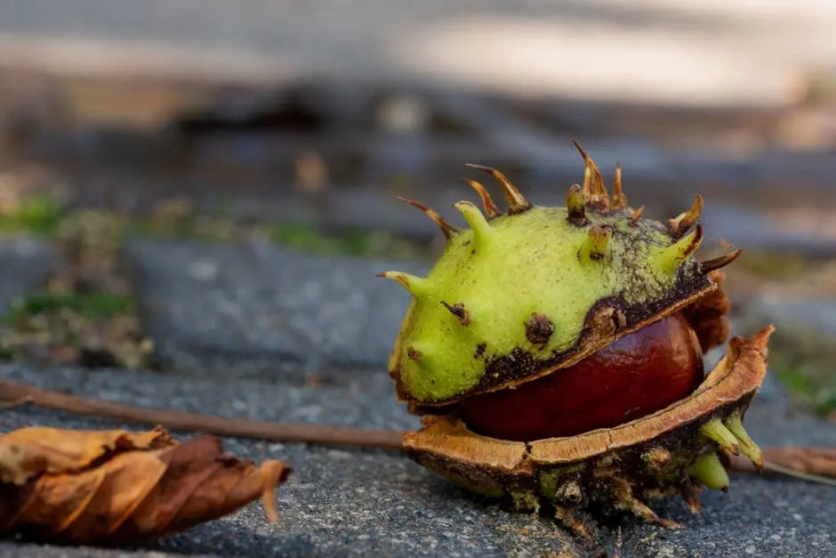 How Can the Buckeye Nut Be Used in Rituals? – Botanica Nena