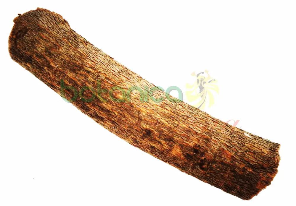 Palo Quiebra Hacha 3.5" - 5" Aprox. – Botanica Nena
